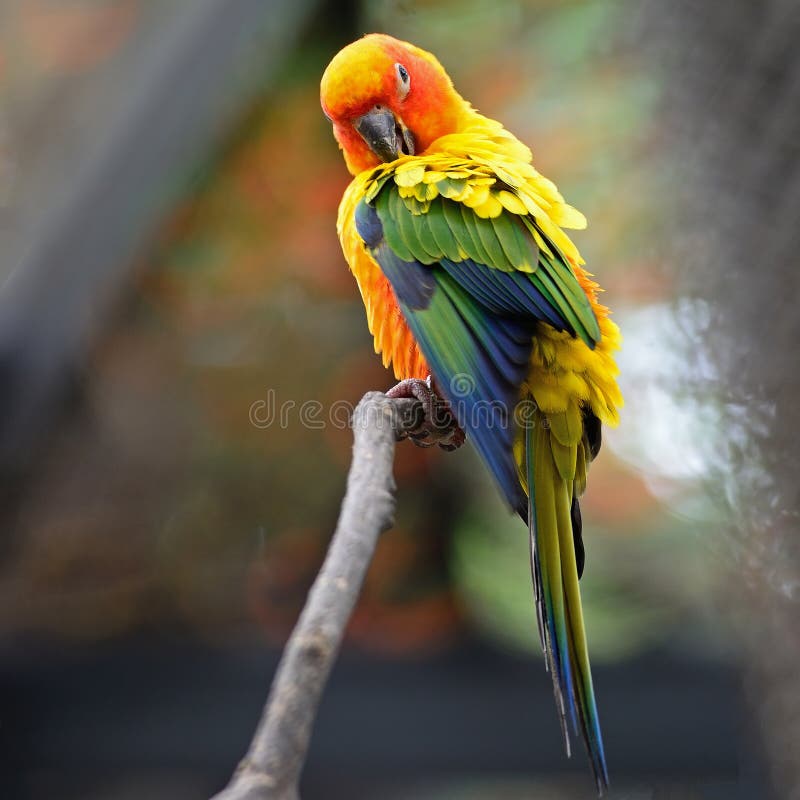 Sun Conure stock image. Image of animal, plumage, colorful - 34599877