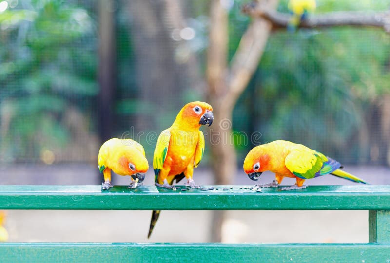 Sun Conure are Eating on the Fence. Stock Image - Image of parakeet ...