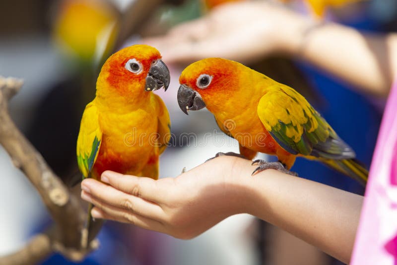 Sun Conure Eating Sunflower Seeds in Hand Stock Photo - Image of beauty ...