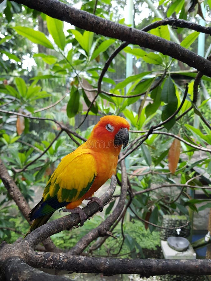 Sun Conure Eating Sunflower Seeds Stock Photo - Image of branch, eating ...