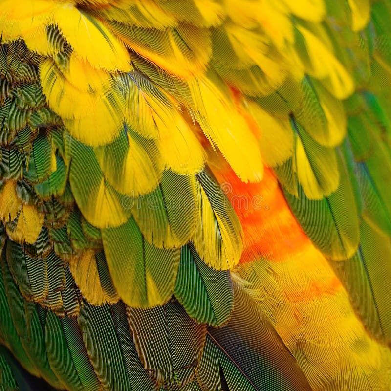 Sun Conure stock photo. Image of conure, plumage, aratinga - 32675864