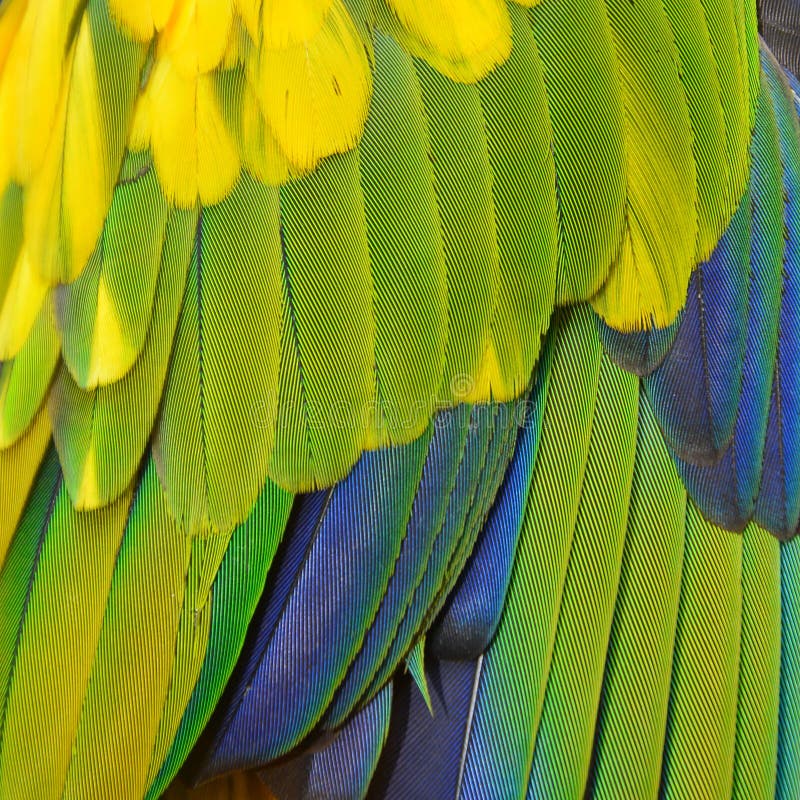 Sun Conure parrot bird stock photo. Image of green, avian - 44135070
