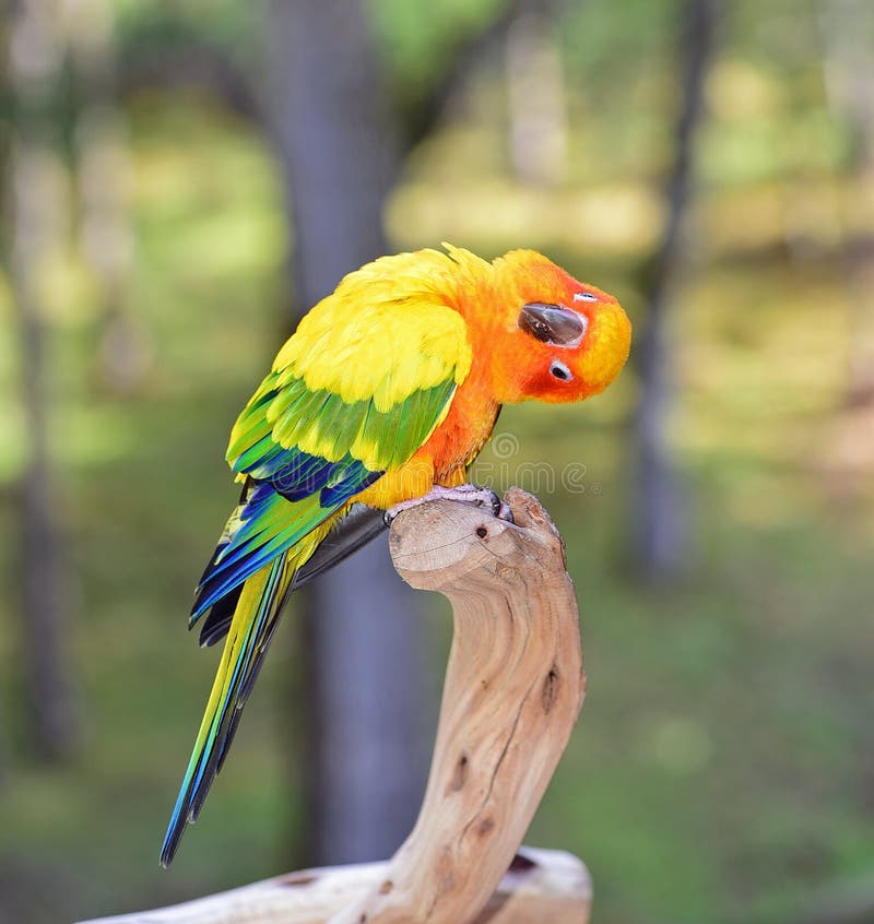Sun Conure stock image. Image of looking, perching, face - 56666983
