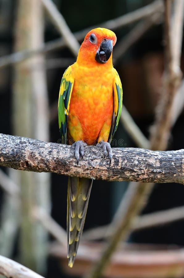 Sun Conure stock photo. Image of multi, wildlife, tropical - 20741562