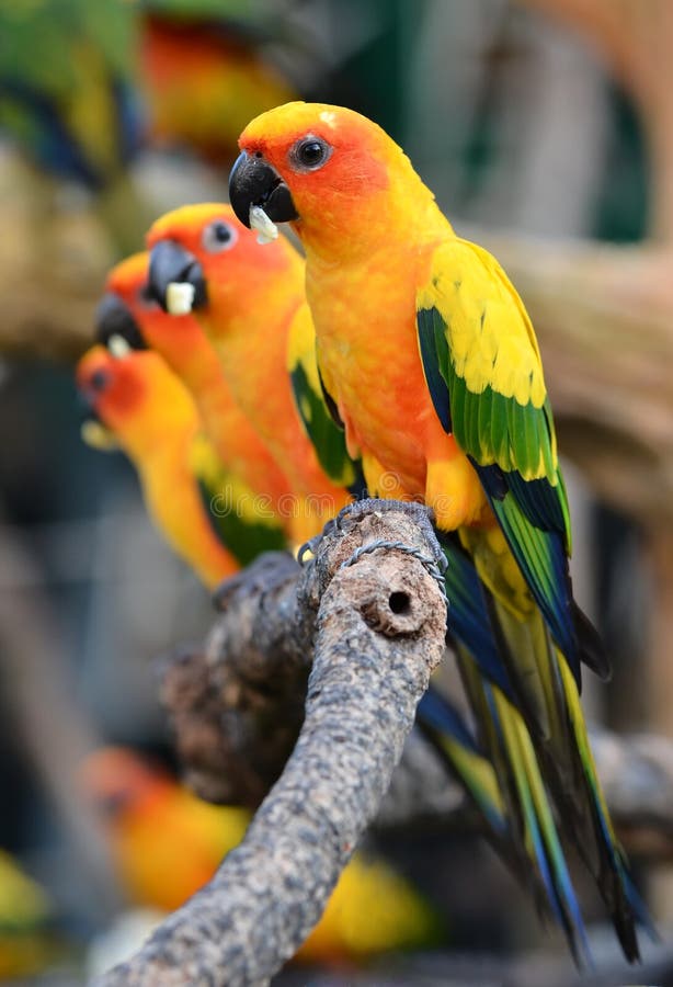 Sun Conure parrot bird stock photo. Image of green, avian - 44135070