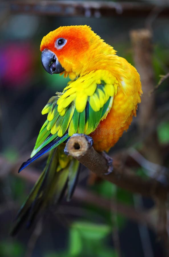 Sun Conure Parrot stock photo. Image of perch, conure - 28990656