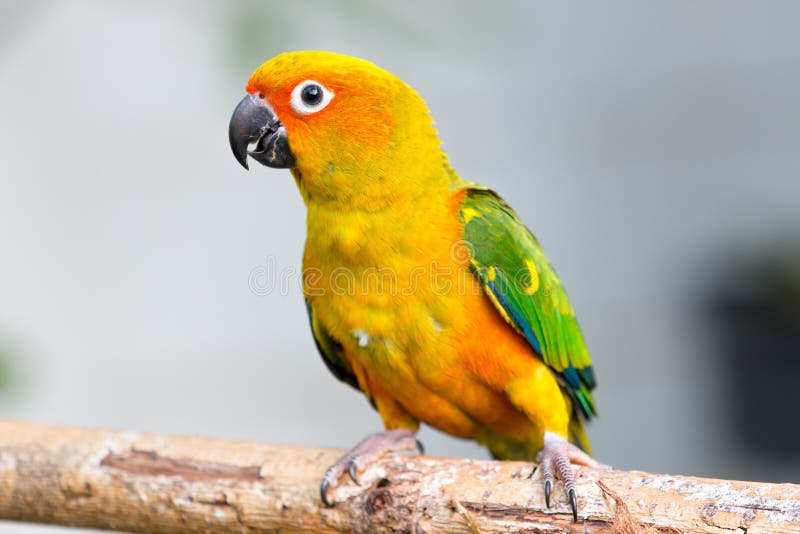 Sun Conure Parrot Screaming On A Branch Isolated On White Background ...