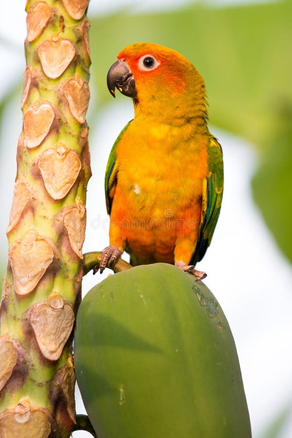 Sun conure parrot stock image. Image of life, gold, bold - 59519801