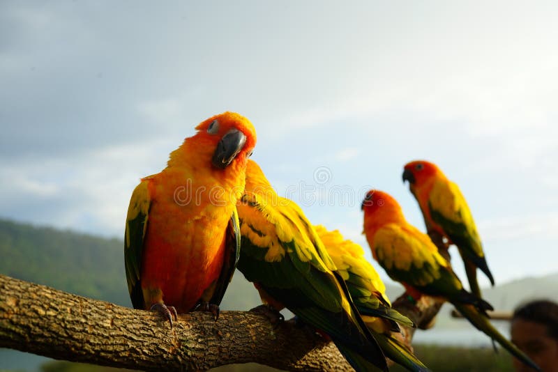 Sun Conure is Beautiful Parrot Birds. Stock Image - Image of love ...
