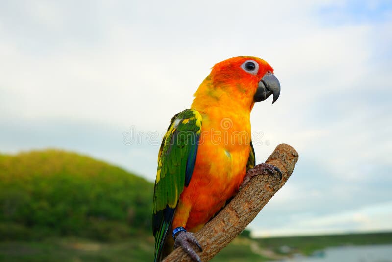 Sun conure parrot stock image. Image of beautiful, perch - 200382159