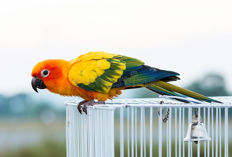 Sun conure parrot stock photo. Image of looking, length - 46814712