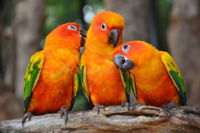 14+ Sun conure parrot bird Free Stock Photos - StockFreeImages