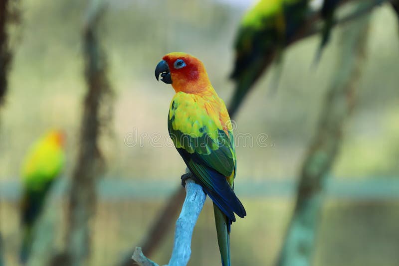 Sun Conure Parrot Bird on the Branch Stock Image - Image of portrait ...