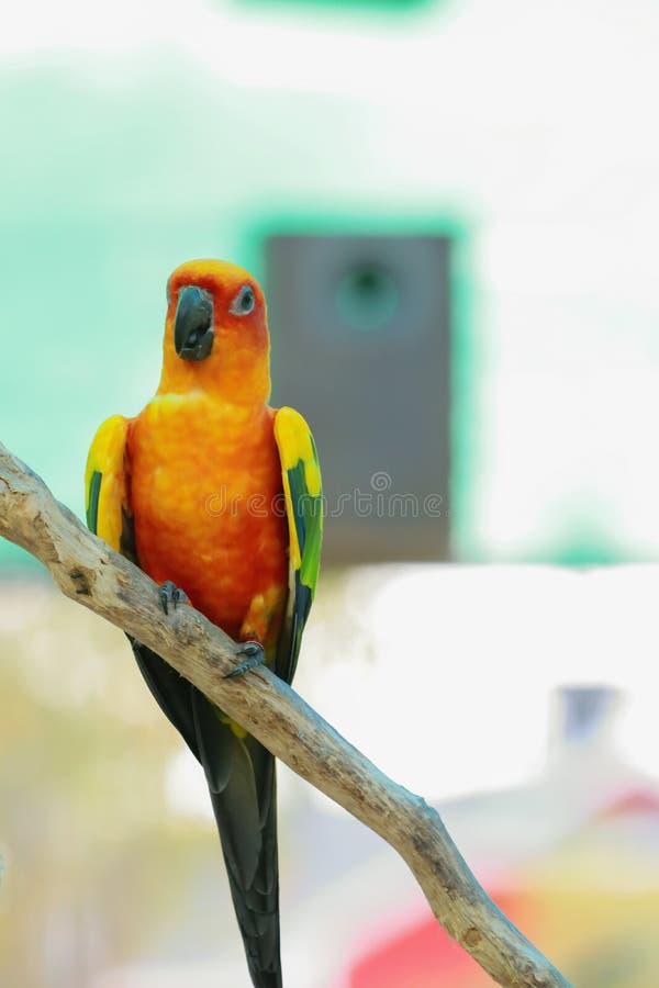 Sun Conure Parrot Bird on the Branch Stock Photo - Image of perch ...