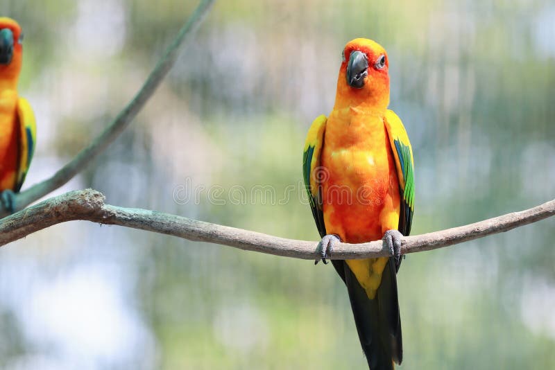 Sun Conure Parrot Bird on the Branch Stock Image - Image of parrot ...