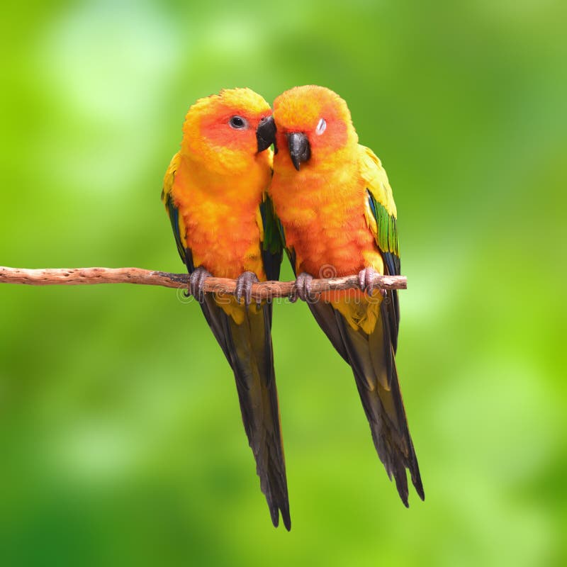 Sun Conure parrot bird stock photo. Image of parrot, love - 44135106