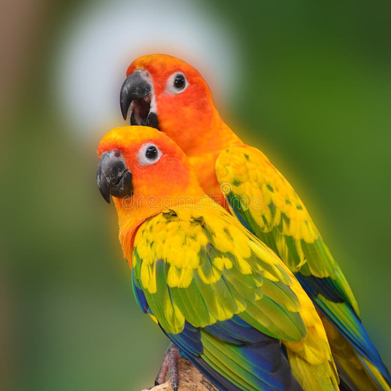 Sun Conure parrot bird stock photo. Image of green, avian - 44135070