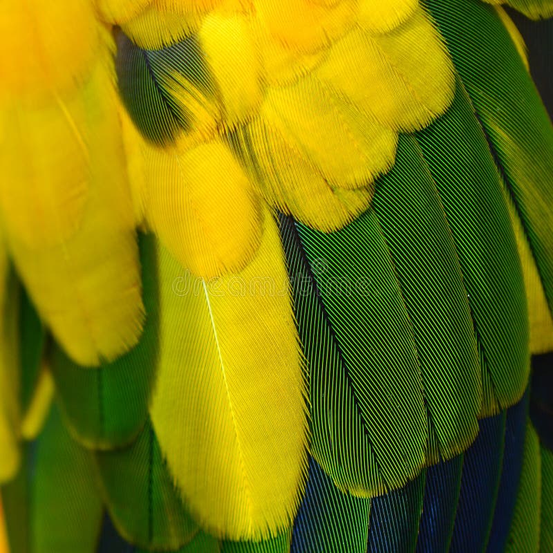 Conure Rainbow Stock Photos - Free & Royalty-Free Stock Photos from ...