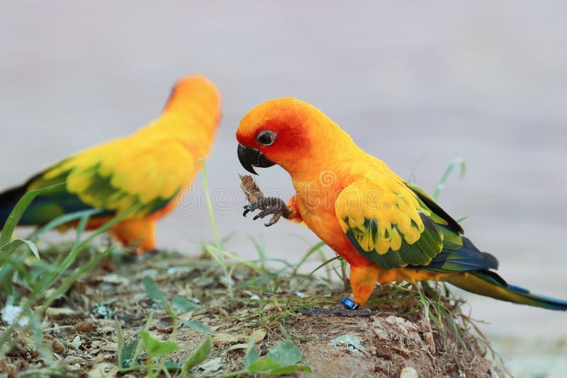 Sun Conure Parrot Bird on the Floor Stock Image - Image of conure ...