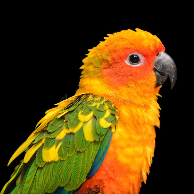 Sun Conure parrot bird stock image. Image of closeup - 44135393
