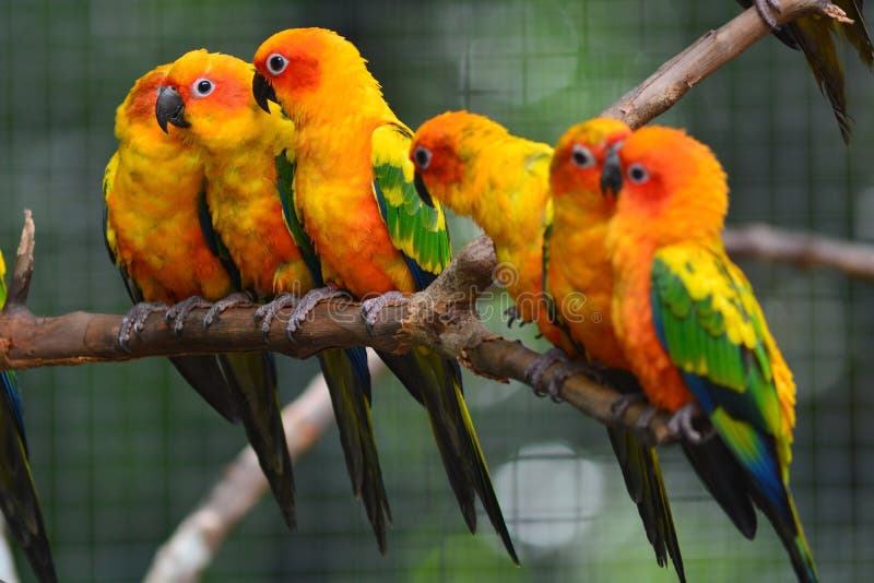 Sun Conure parrot bird stock photo. Image of green, avian - 44135070