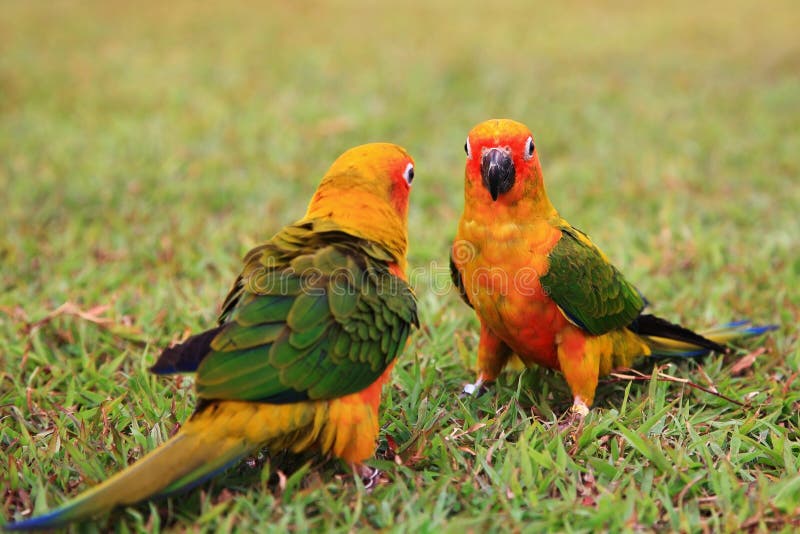 Sun Conure Parrot Birds Together Stock Photo - Image of conure ...