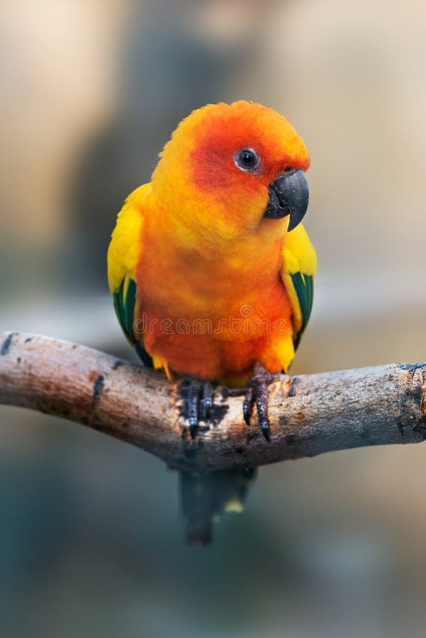 Sun Conure Parrot on a Branch Stock Photo - Image of parakeet, parrot ...