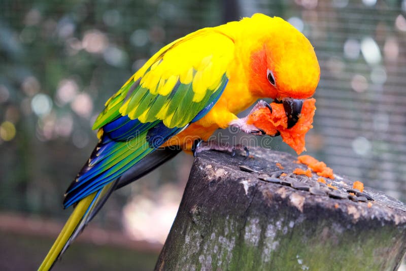 Sun Conure Parrot stock image. Image of parrot, parakeet - 126520391