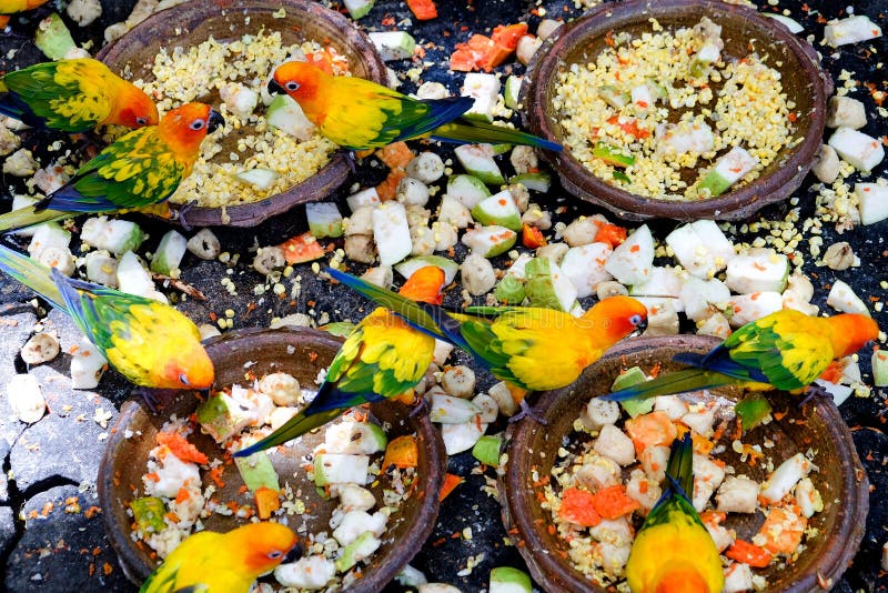 Sun Conure Parrot stock image. Image of eating, grooming - 126520389