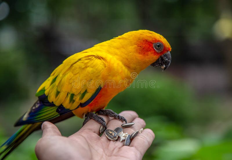 Sun Conure Parrot Eating Hand Stock Image - Image of beautiful ...