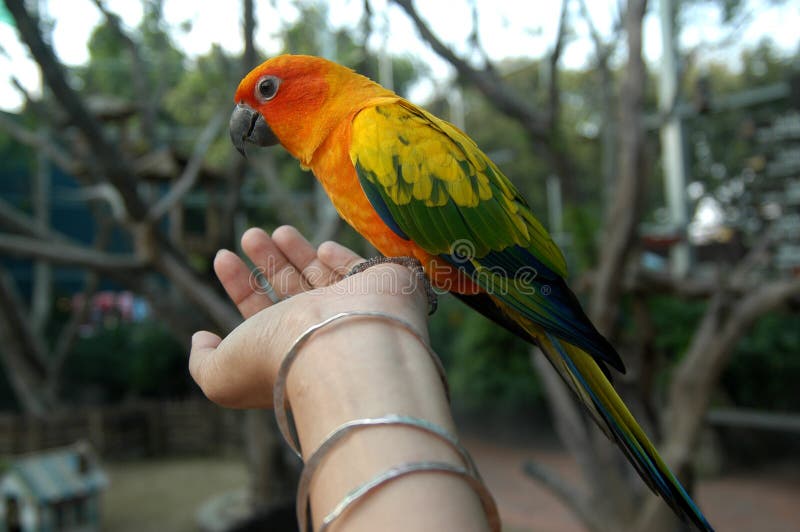 Sun Conure Parrot Eating on Hand Stock Image - Image of crest, beak ...