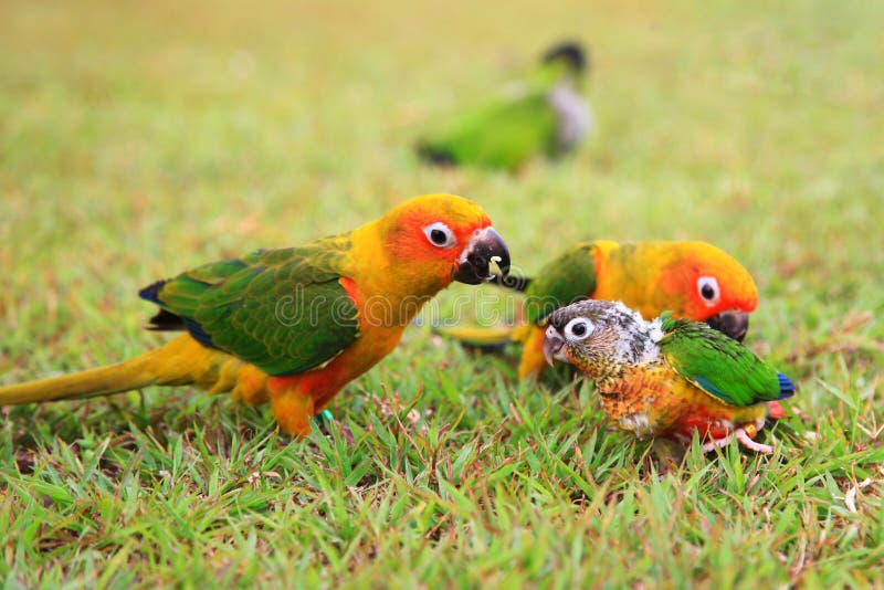 Sun Conure Parrot Birds Together Stock Photo - Image of conure ...