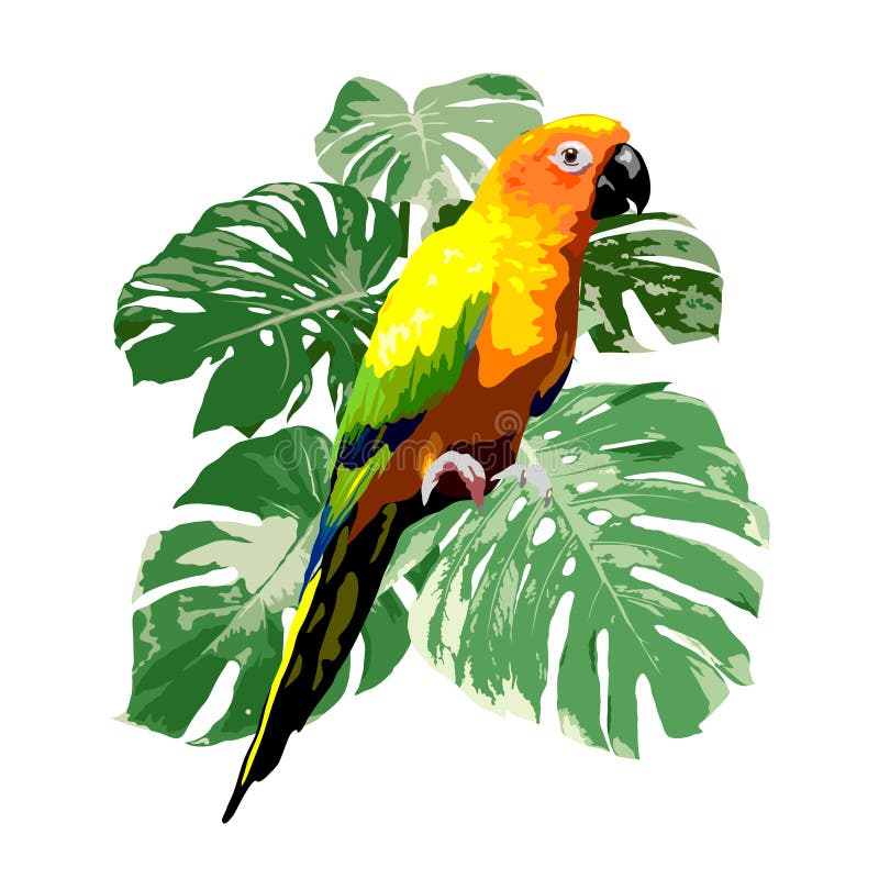 Sun Conure Stock Illustrations – 924 Sun Conure Stock Illustrations ...