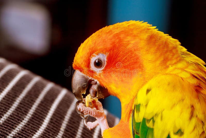 Sun Conure Parrot Holding Nut in His Foot and Eating Stock Image ...