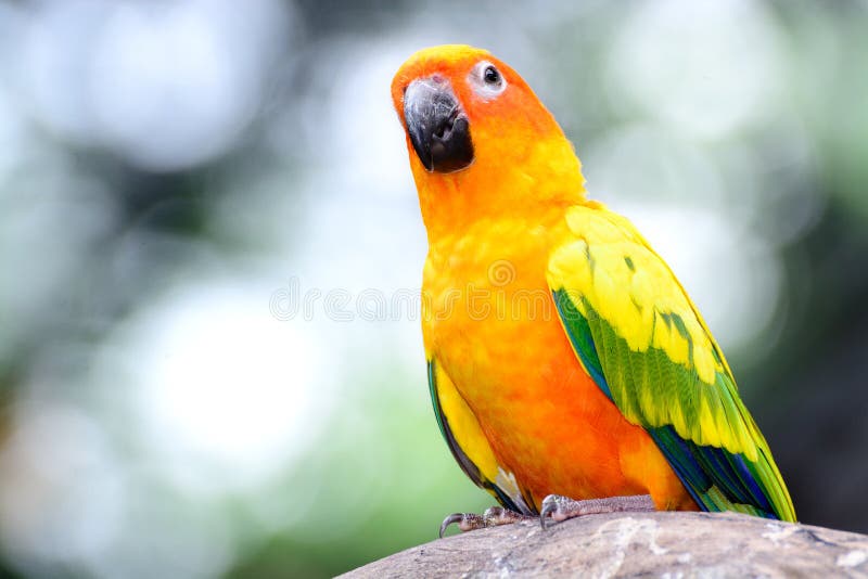 Sun Conure parrot macaw stock image. Image of bright - 43563805