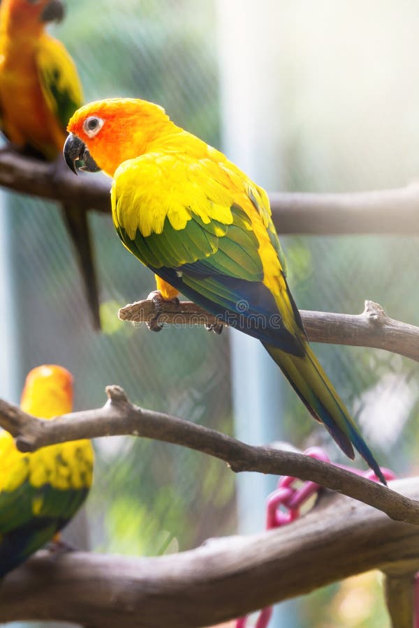 Sun Conure Parrot stock image. Image of bird, park, orange - 42500385