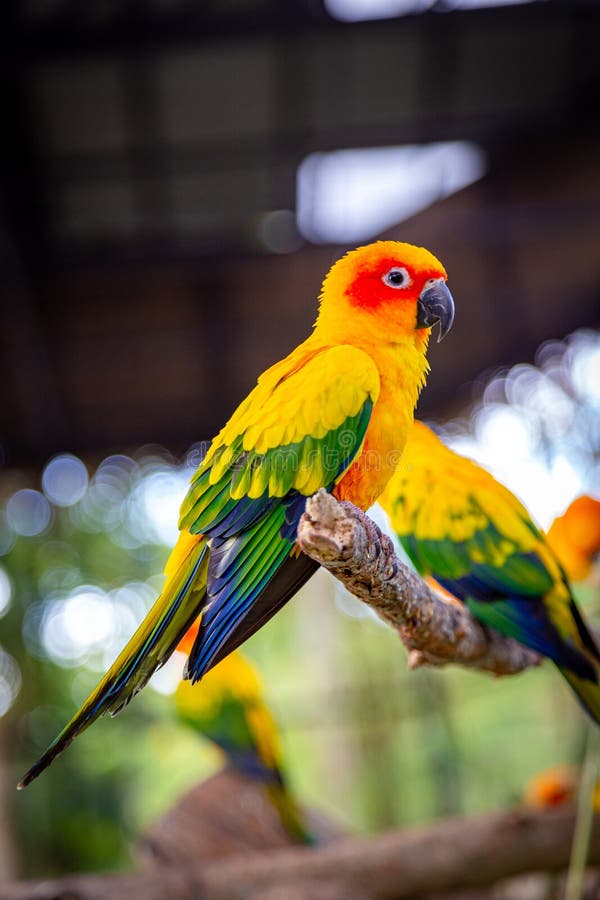 Sun Conure Parrot Sitting on a Branch Stock Image - Image of orange ...