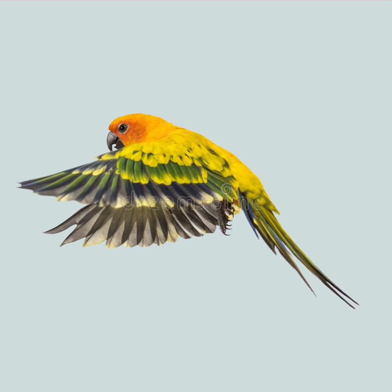 989 Sun Conure Blue Stock Photos - Free & Royalty-Free Stock Photos ...