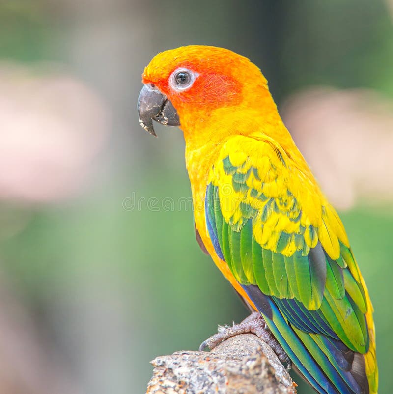 Sun Conure Parrot Standing at Branch Stock Image - Image of parrot ...