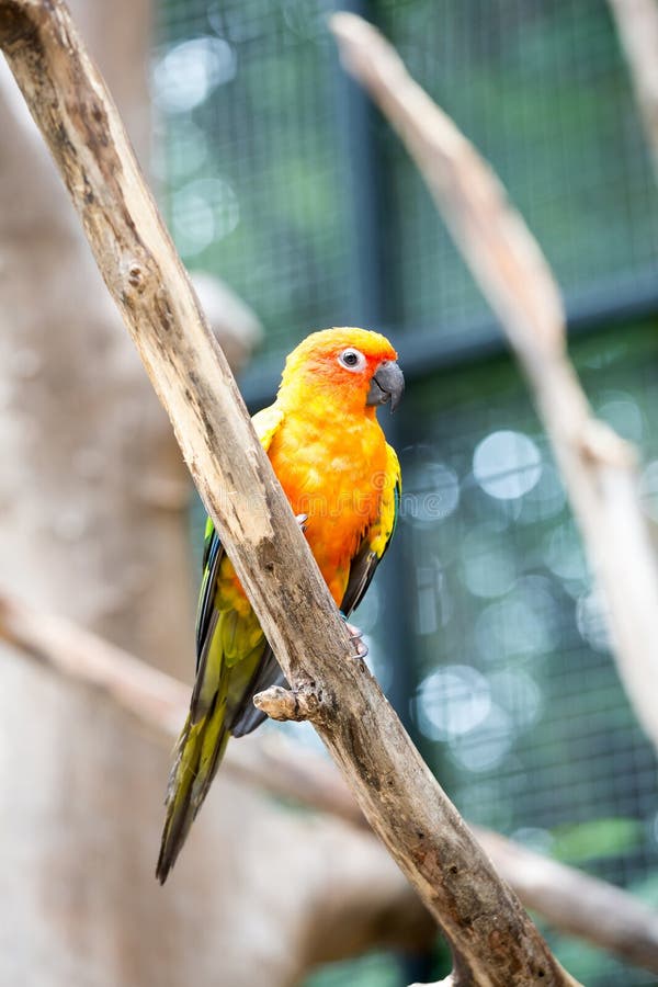 Sun Conure Parrot stock image. Image of multi, animal - 45759913