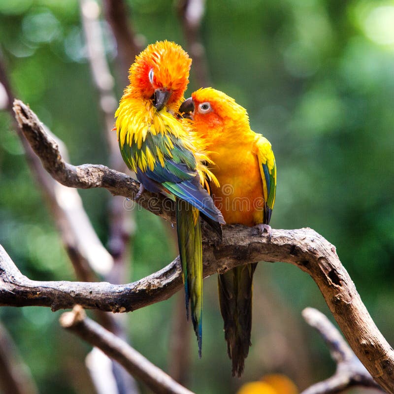 Sun Conure Parrot on the Tree Branch Eats Food Stock Photo - Image of ...