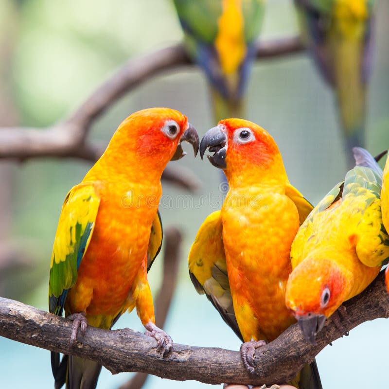 Sun Conure Parrot on the Tree Branch Eats Food Stock Photo - Image of ...