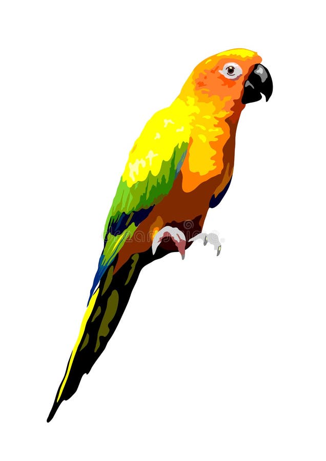 Sun Conure Parrot, Tropical Bird Vector Illustration Stock Vector ...