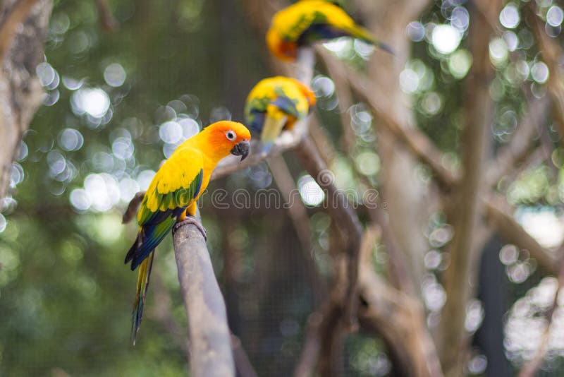 Sun Conure Parrots Beautiful Parrot on Branch Stock Photo - Image of ...