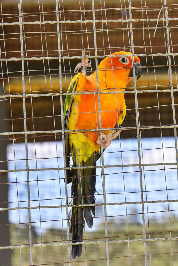 Sun conure parrots in cage stock image. Image of aviary - 81382345