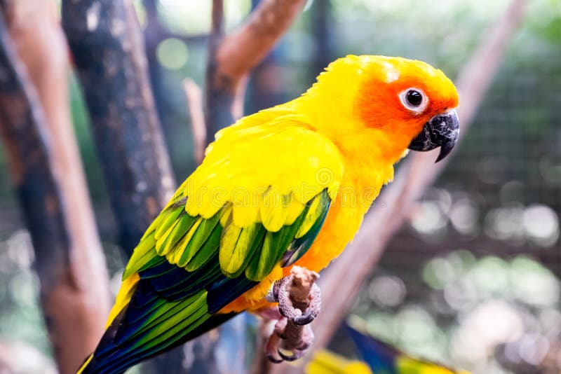 Sun Conure Parrots stock photo. Image of pretty, love - 68507536
