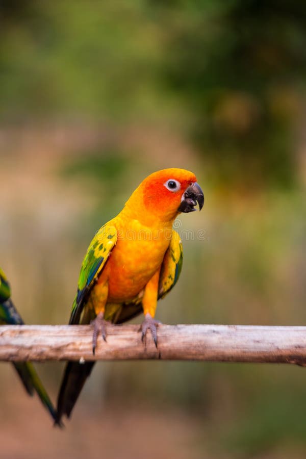 Sun Conure Parrots stock photo. Image of avian, wildlife - 70071244