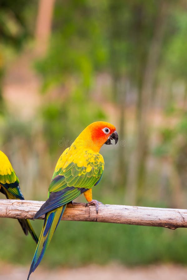 Sun conure parrots in cage stock image. Image of aviary - 81382345