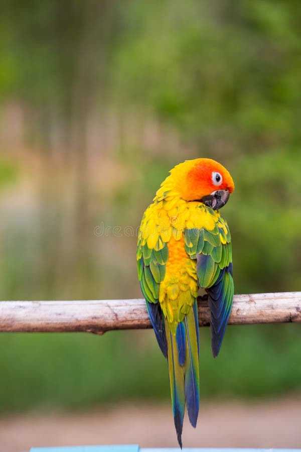 Sun conure parrots in cage stock image. Image of aviary - 81382345
