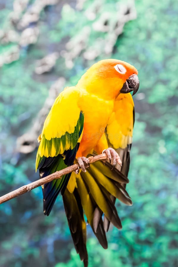 Sun Conure Parrots stock photo. Image of conure, natural - 68507502